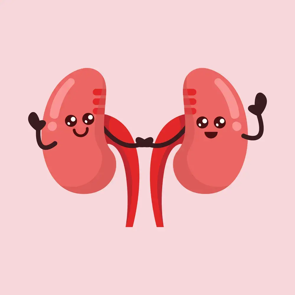 What Is The Kidney Donor Profile Index KDPI What Is The Kidney Donor Profile Index KDPI